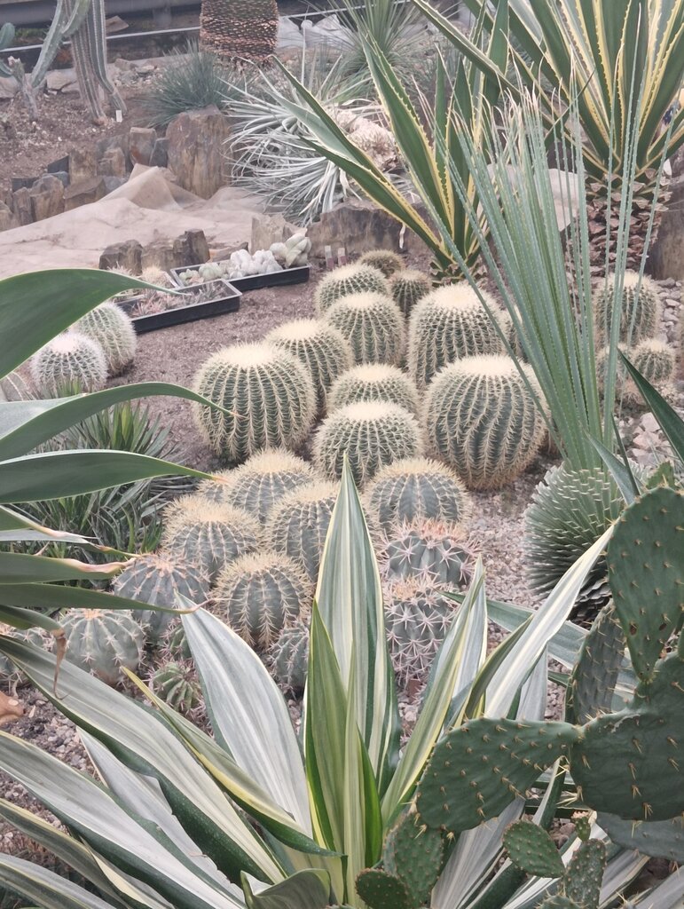 Çiçekçiler Цветочный центр, Novosibirskaya oblastı, foto