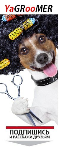 Evcil hayvan kuaförleri Strizhka sobak, Moskova ve Moskovskaya oblastı, foto