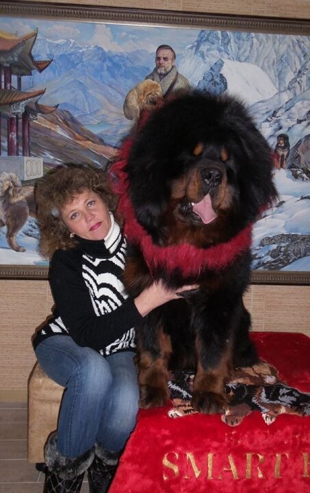 Evcil hayvan yetiştiricileri Pitomnik Tibetskikh Mastifov Smart bist, Sverdlovskaya oblastı, foto