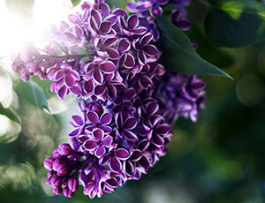 Fidan yetiştiriciliği Ecoflora+, Elektrougli, foto