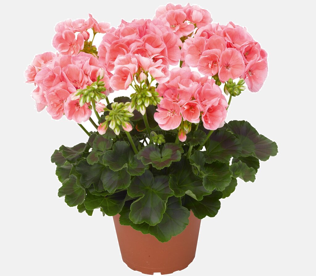 Bahçecilik mağazaları Pro-flora, Aksay, foto