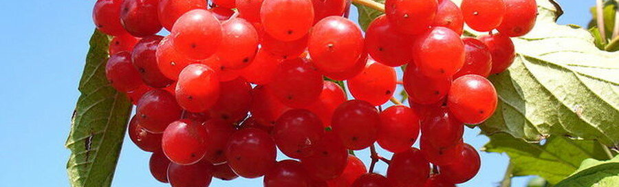 Anaokulları Детский сад № 22 Калинка, Sverdlovskaya oblastı, foto