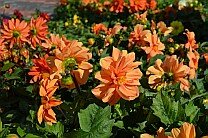 Şehir planlama Zelyonyye kvartaly, Krasnoyarsk, foto