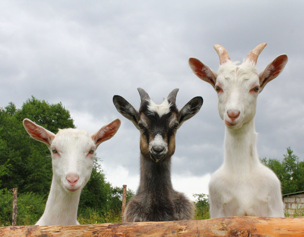 Tarım firmaları Sderevni, Saint‑Petersburg ve Leningradskaya oblastı, foto