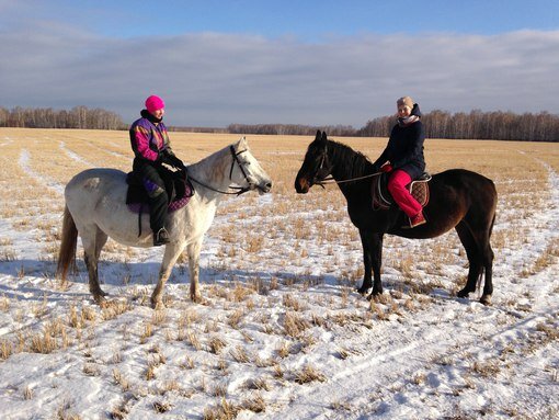 At ve binicilik kulüpleri Konny dvor Persten, Kurganskaya oblastı, foto
