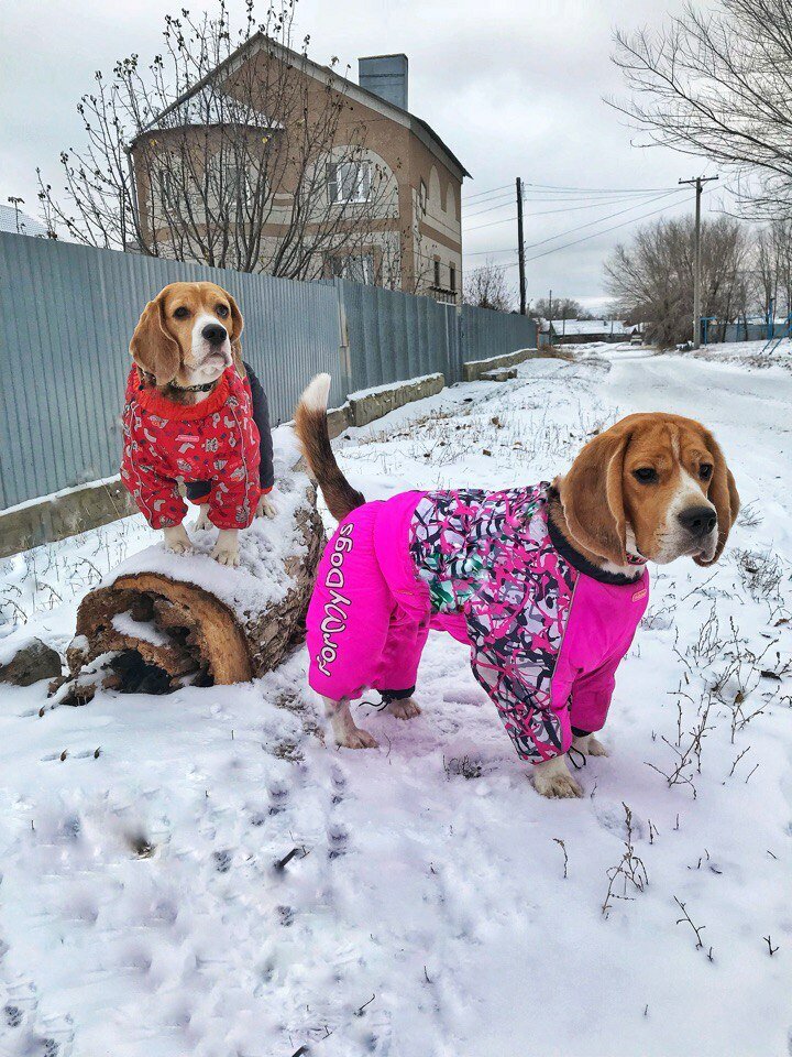 Pet otel Дом Чарли, Krasnodarski krayı, foto
