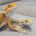 зооmag (улица Астана Кесаева No:16), petshop  Sevastopol'dan