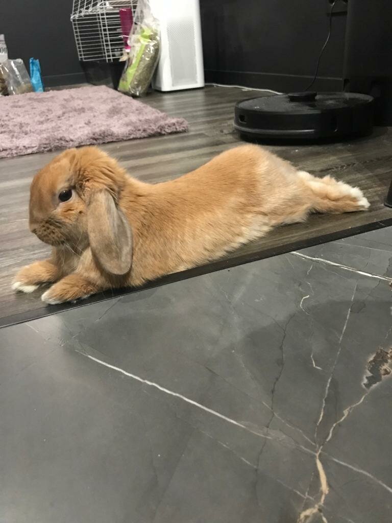 Tarım firmaları Долина Ветров, Moskova ve Moskovskaya oblastı, foto