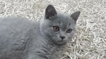 I Gatti di Apriti Cielo (Lombardy, Provincia di Milano, Rozzano, Via Cassino Scanasio, 2), evcil hayvan yetiştiricileri  Lombardiya'dan
