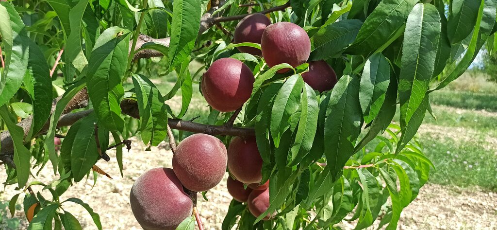 Tarım firmaları Бахчисарайский персик, Kırım Cumhuriyeti, foto