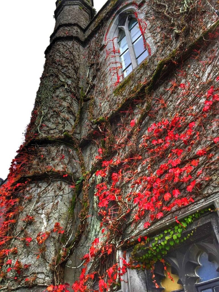 Üniversiteler Ирландский национальный университет, Galway, foto