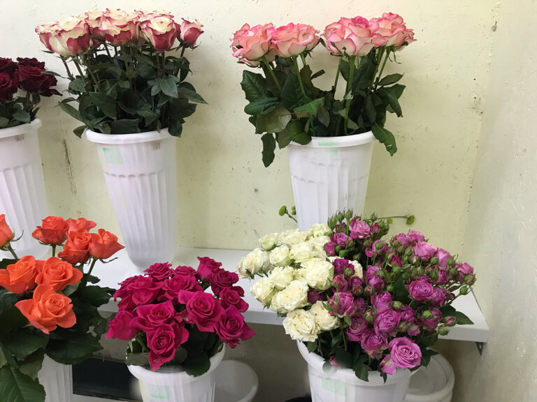 Çiçekçiler Цветы, Moskova ve Moskovskaya oblastı, foto