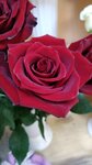 Creative flowers24 (Svobodny prospekt No:36), çiçek teslimatı  Krasnoyarsk'tan