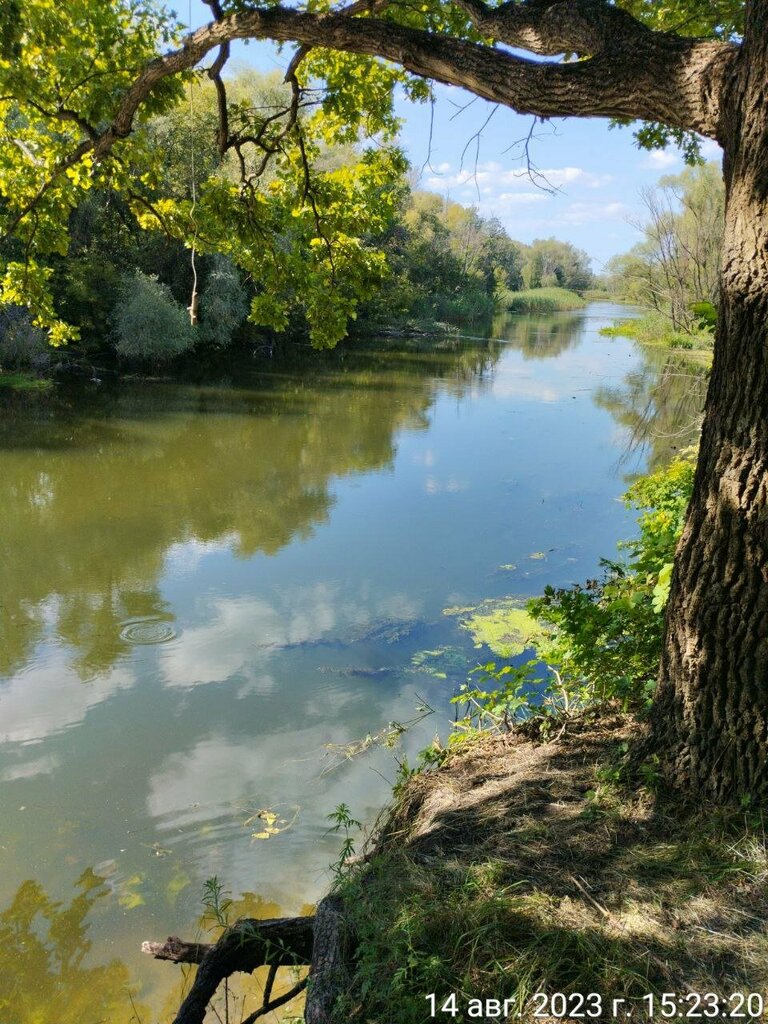 Doğa koruma alanı государственный природный (ботанический) заказник Урочище Ямская лука, Belgorodskaya oblastı, foto