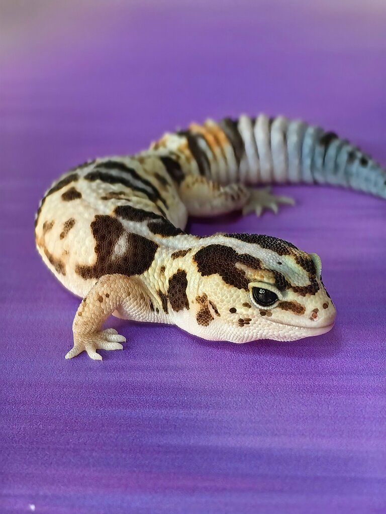 Evcil hayvan yetiştiricileri Drakoshki, Moskova, foto