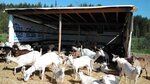 Отставной козы барабанщик (No:37, derevnya Deyevo), peynirci  Riazanskaya oblastından