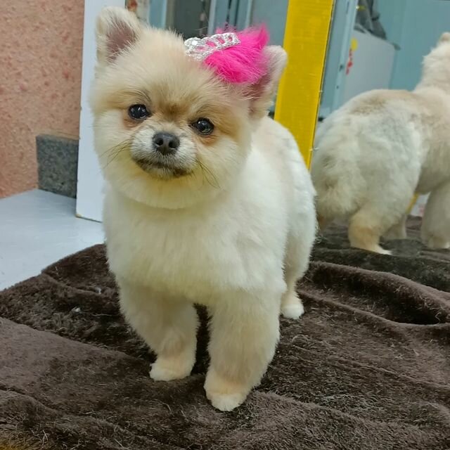 Evcil hayvan kuaförleri Atakent Pet Kuaför, İstanbul, foto