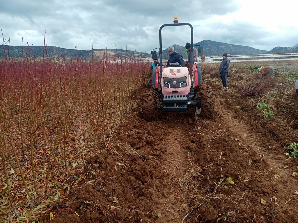 Tarım firmaları Davraz Fidancılık, Isparta, foto