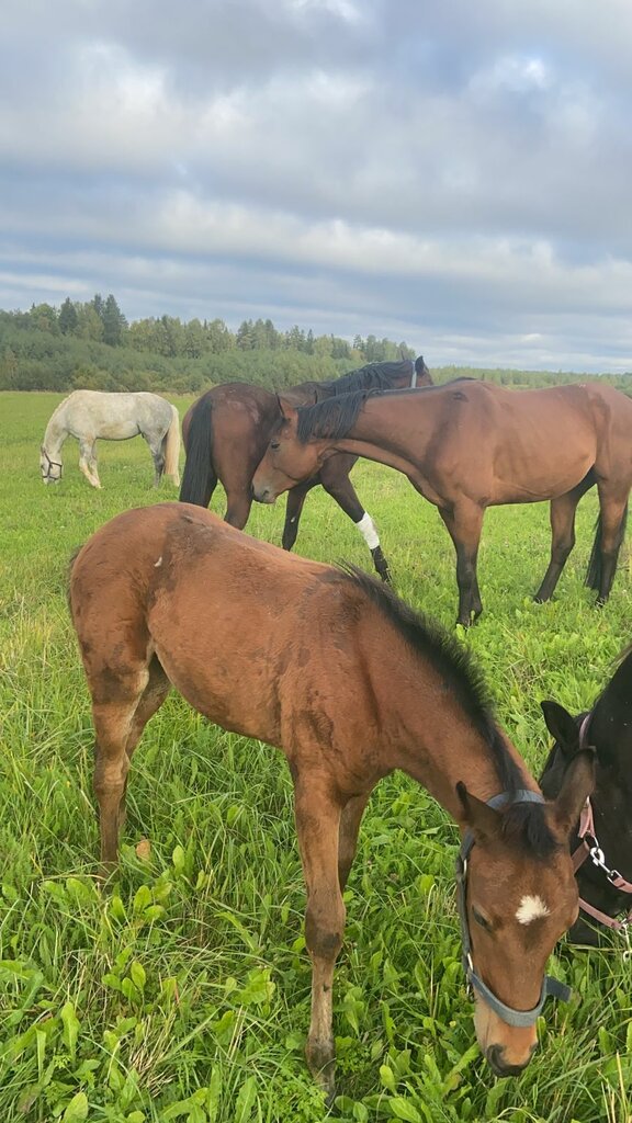At ve binicilik kulüpleri Konnoe podvore, İvanovskaya oblastı, foto