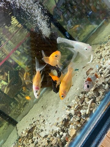 Petshop Zoonyasha. rf, Krasnoyarsk, foto