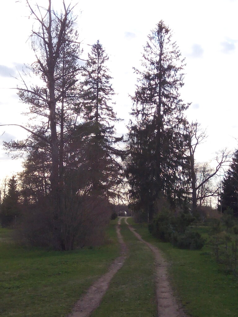Doğa Центральная аллея парка усадьбы Голятица, Saint‑Petersburg ve Leningradskaya oblastı, foto