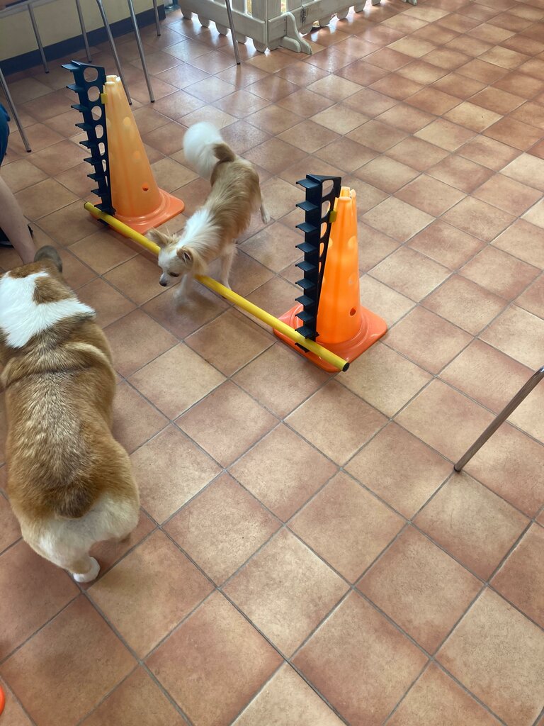 Evcil hayvan kuaförleri 愛犬のためのトータルケアサロン エヴァ, , foto