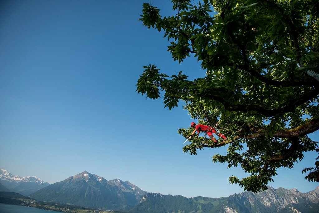 Peyzaj tasarımı Henzelmann's Baumpflege AG, Bern, foto