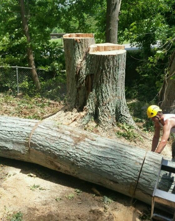 Şehir planlama J D Mills Expert Tree Services, Kuzey Carolina Eyaleti, foto