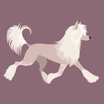Chinese crested kennel Premier Mari (Proletarskiy proyezd No:41, dachny posyolok Kraskovo), evcil hayvan yetiştiricileri  Moskova ve Moskovskaya oblastından