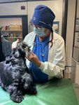 Ambulatorio Veterinario San Martino Dr. Corrado Giacon (Venice, Verona, San Martino Buon Albergo, Via Genova, 10), veteriner klinikleri