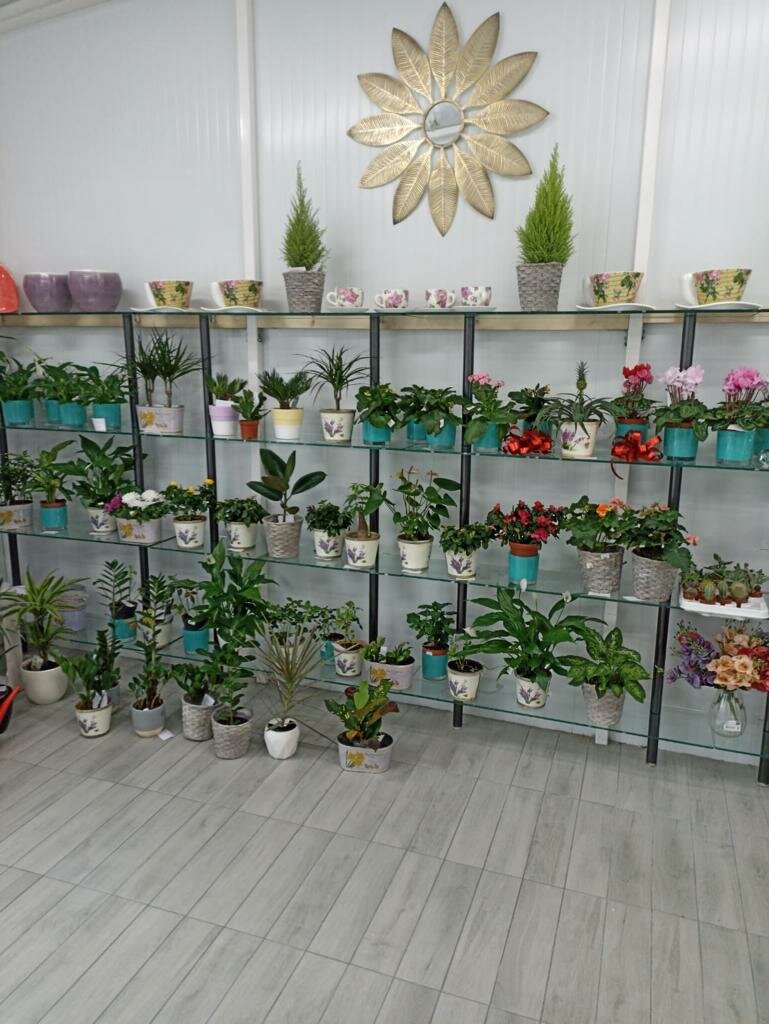 Çiçekçiler Цветы Гелиантус, Chernyahovsk, foto