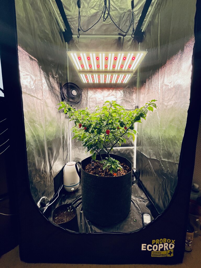 Bahçecilik mağazaları Growrow, Saint‑Petersburg, foto