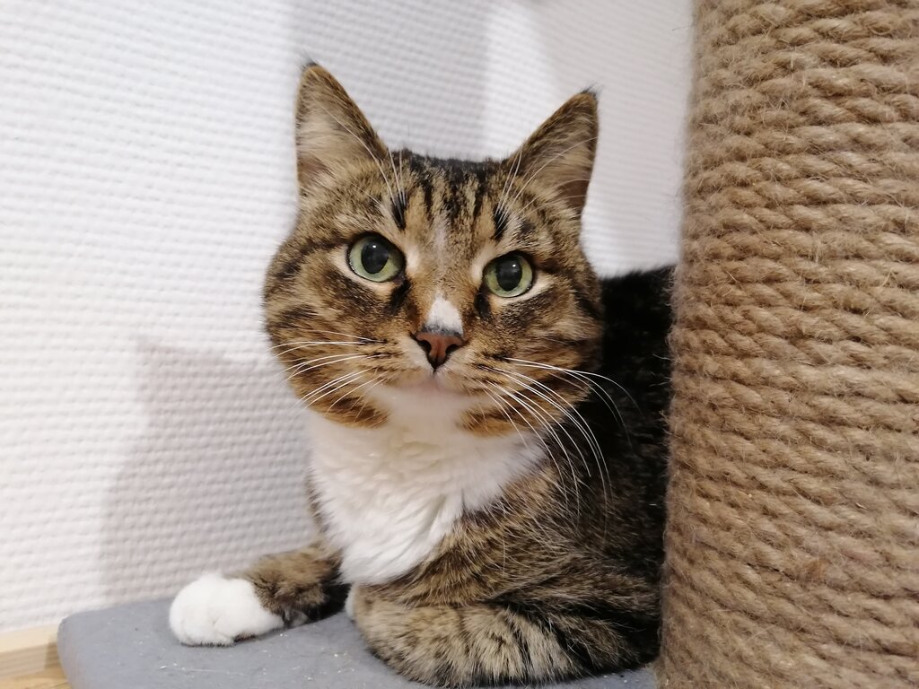 Pet otel Hygge hostel for pets, Kirov, foto