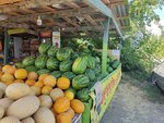 Магазин овощей и фруктов (Saratov Region, 63R-00005), manavlar  Saratov'dan