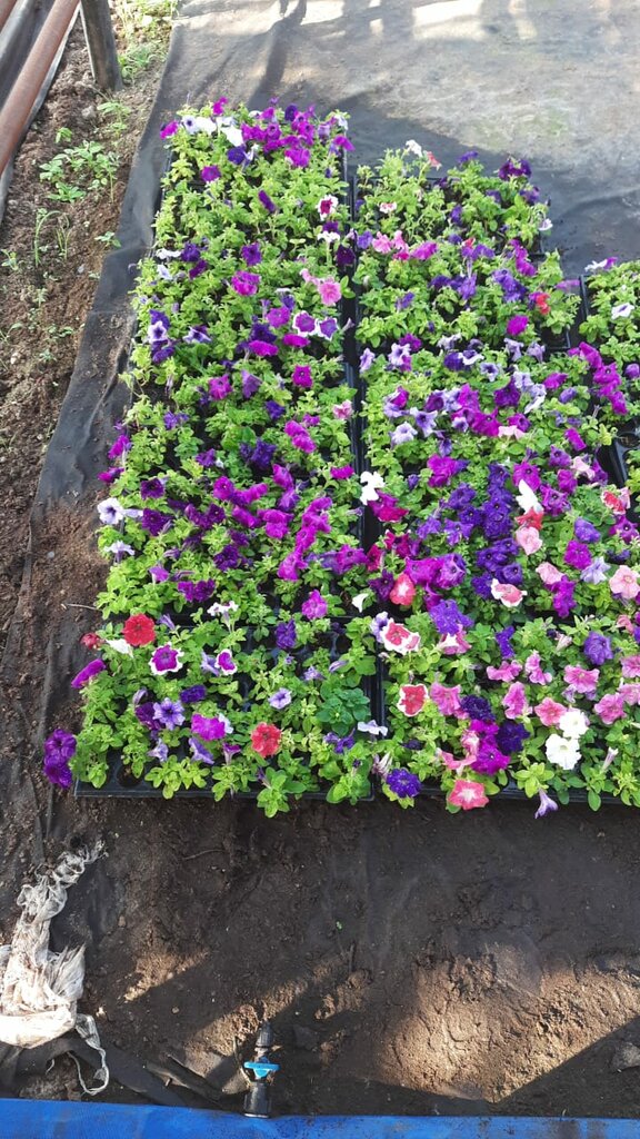 Sera ve bahçe ürünleri Цветочный рай, Moskova ve Moskovskaya oblastı, foto