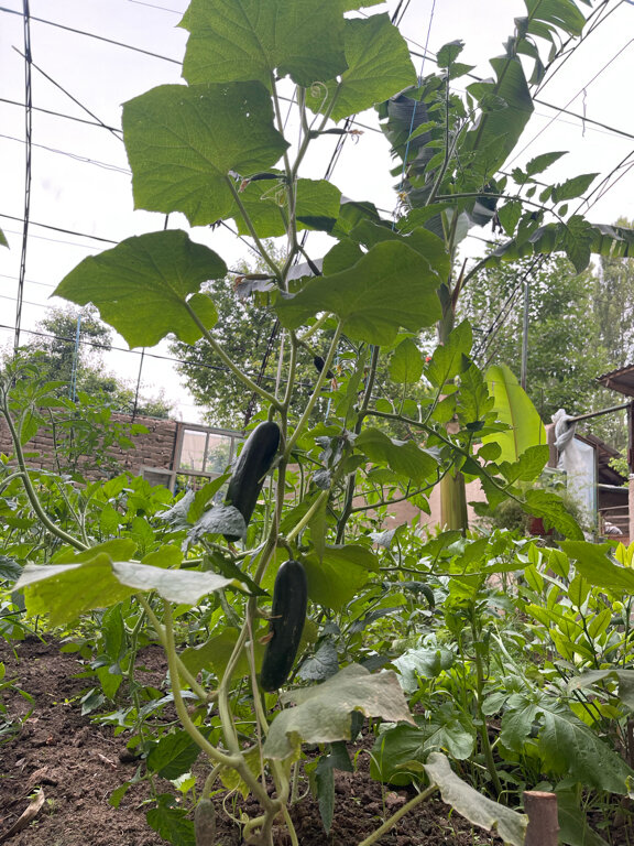 Resort oteller, tesisler Raximovlar Xonadoni, Fergana eyaleti, foto