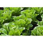 Brightest Trading (60/1, Garden Street, Warsan 3, Mushraif, Dubai), yapı mağazası