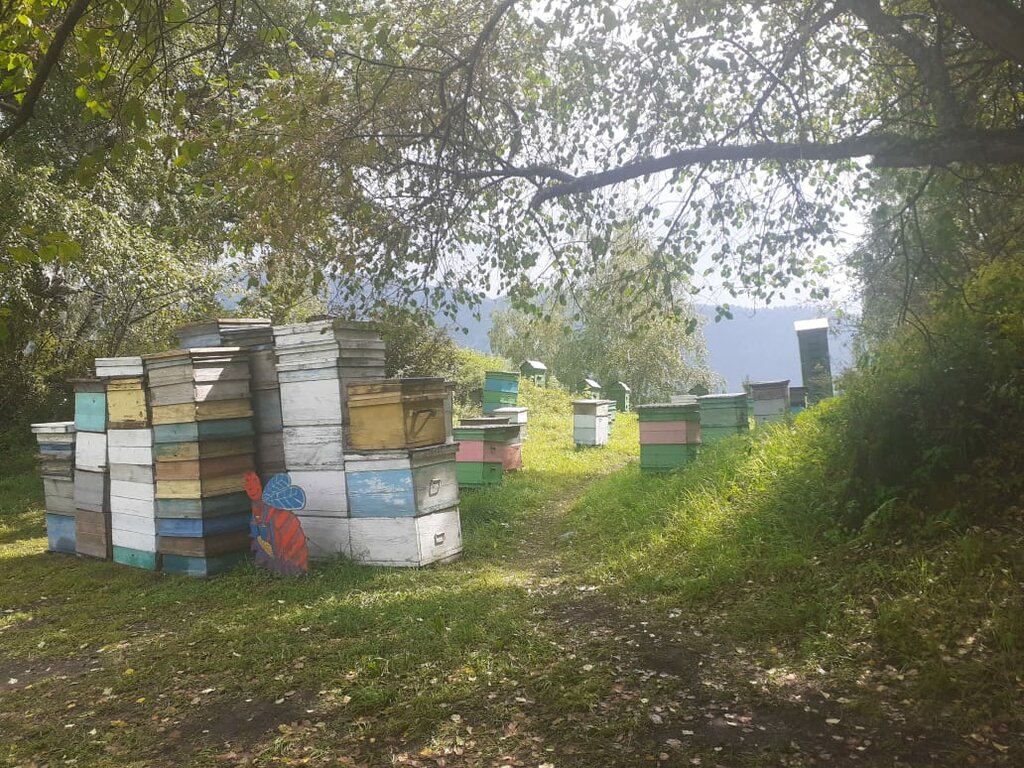 Bal ve arıcılık firmaları Пчёлка, Altay Cumhuriyeti, foto