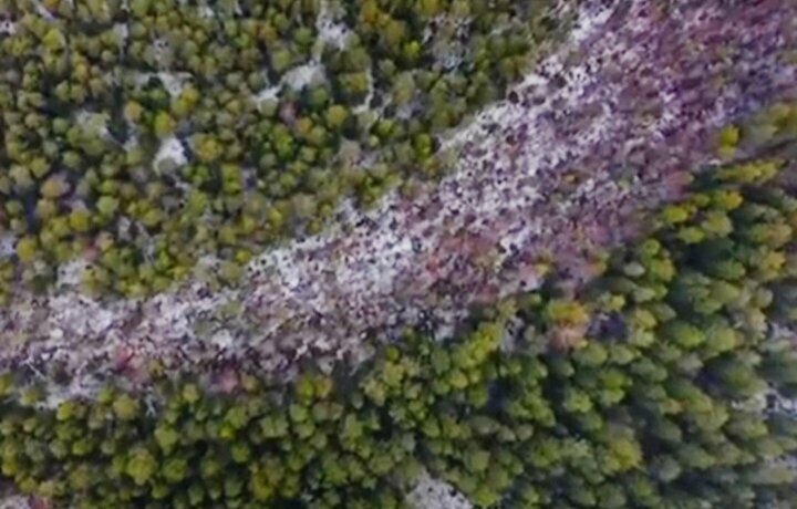 Turistik yerler Оршинский лесоглиф, Tverskaya oblastı, foto