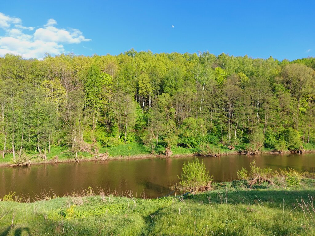 Orman урочище Трегубовская Лука, Moskova ve Moskovskaya oblastı, foto
