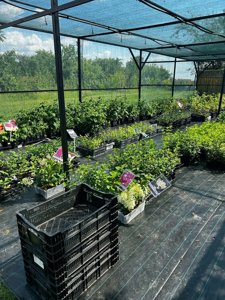 Fidan yetiştiriciliği Pitomkino, Moskova ve Moskovskaya oblastı, foto