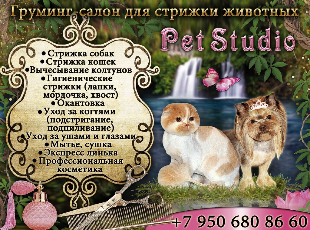 Evcil hayvan kuaförleri Pet Studio, Staraya Russa, foto