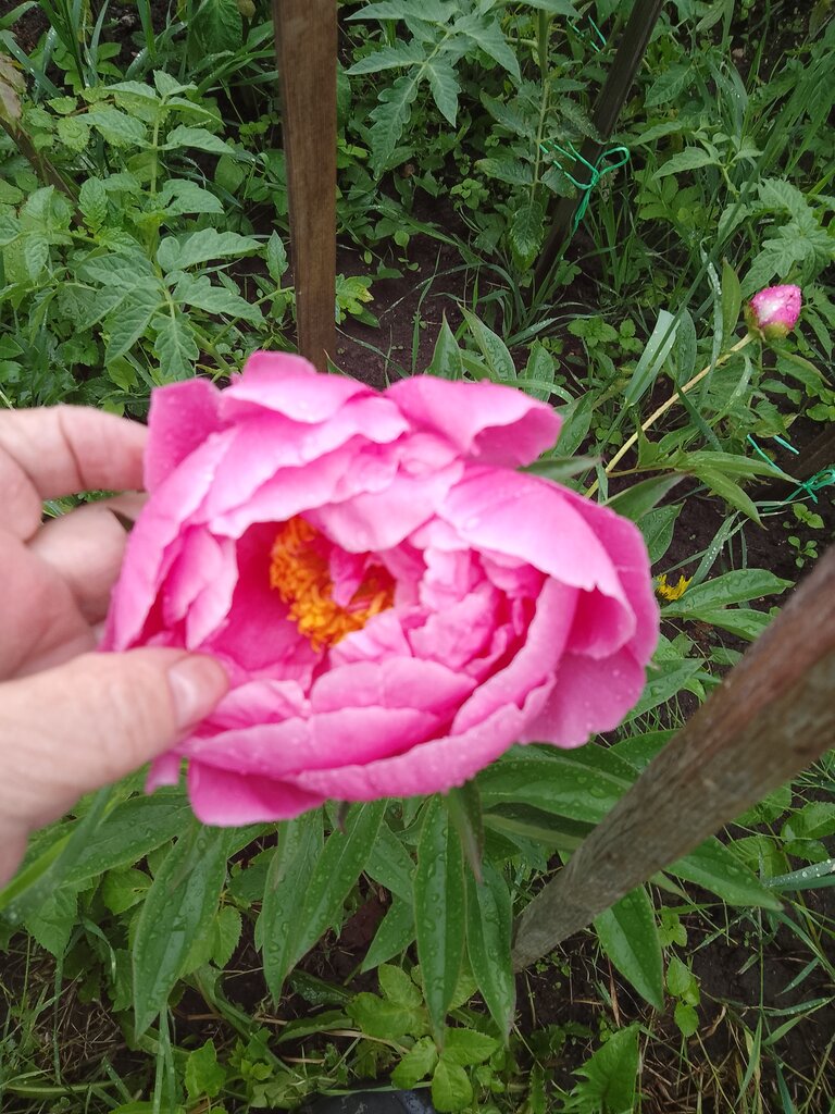 Sera ve bahçe ürünleri Sadoved, Kırım Cumhuriyeti, foto