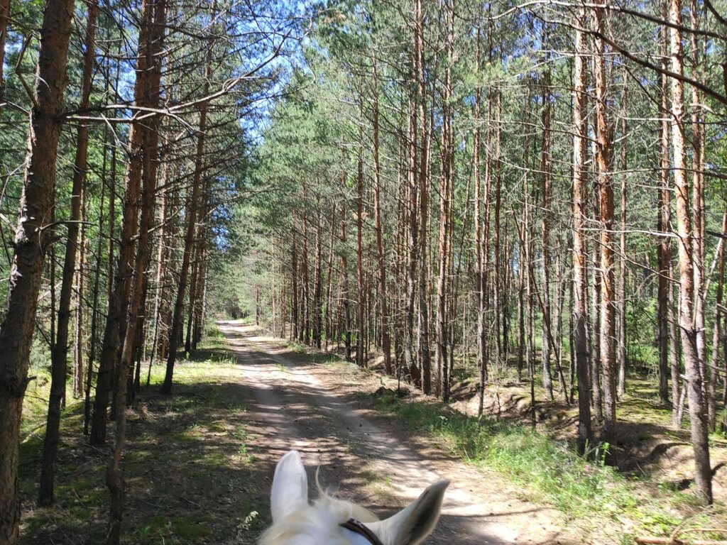 At ve binicilik kulüpleri Pony&Kony, Moskova ve Moskovskaya oblastı, foto