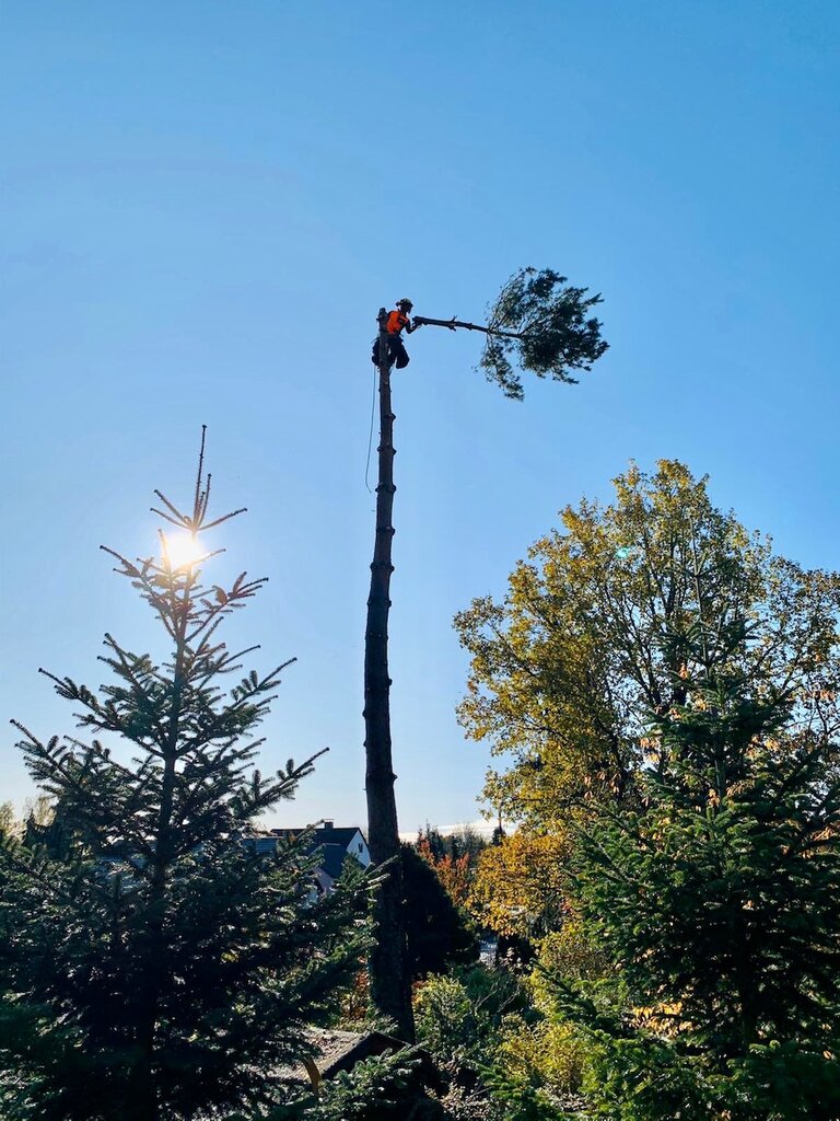Ahşap endüstrisi Baumkonzept GmbH, Bavyera, foto