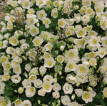 Blumen Kocks - Floristik - Friedhofsgärtnerei - Landschaftsbau (North Rhine-Westphalia, Mülheim an der Ruhr, Zeppelinstraße, 137), çiçek teslimatı  Mülheim an der Ruhr'dan