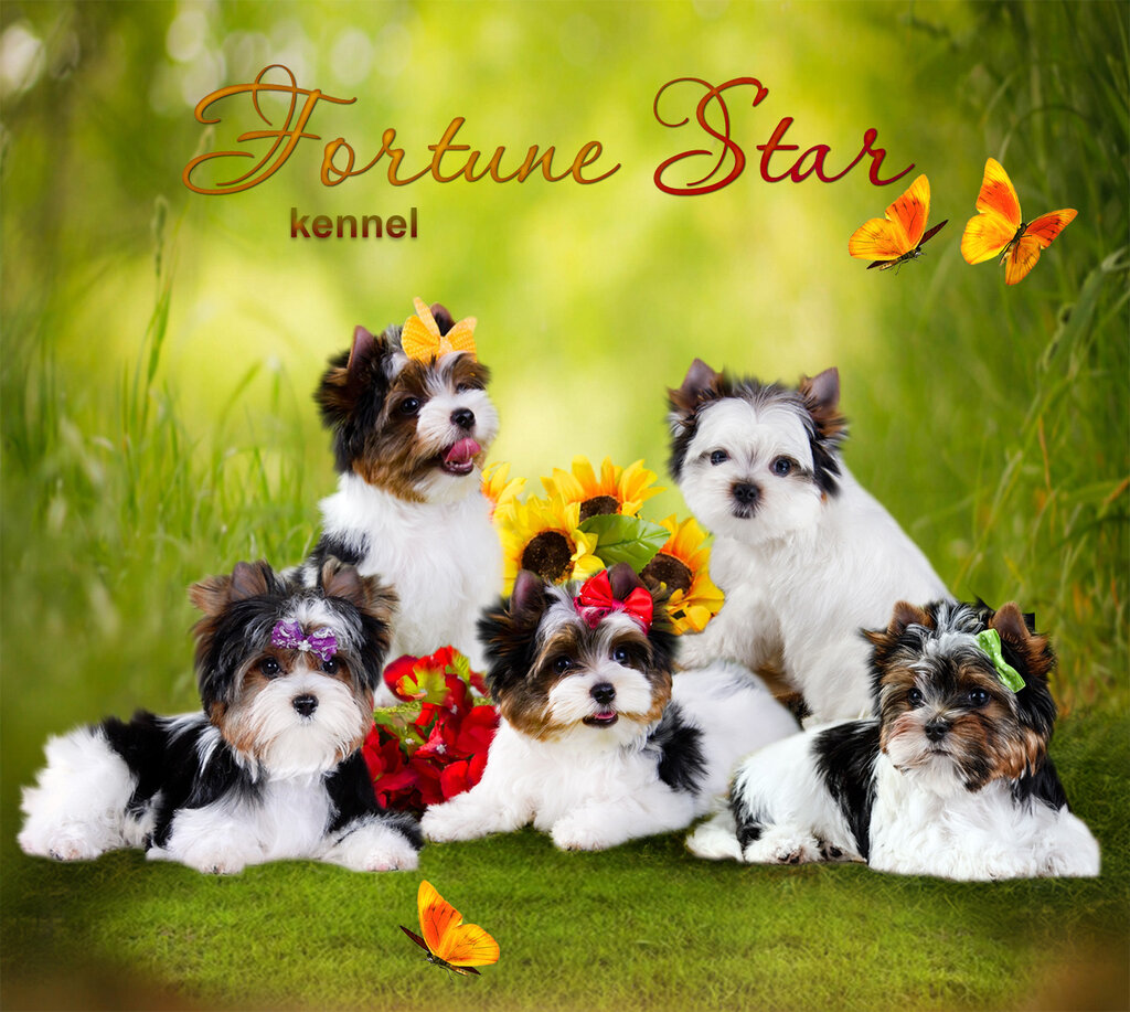 Evcil hayvan yetiştiricileri Kennel Biewers Fortune Star, Moskova, foto