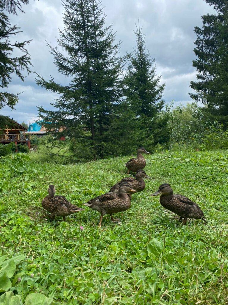 Yazlık yerleşim Аренда домиков Zavarzino Dacha, Tomsk, foto