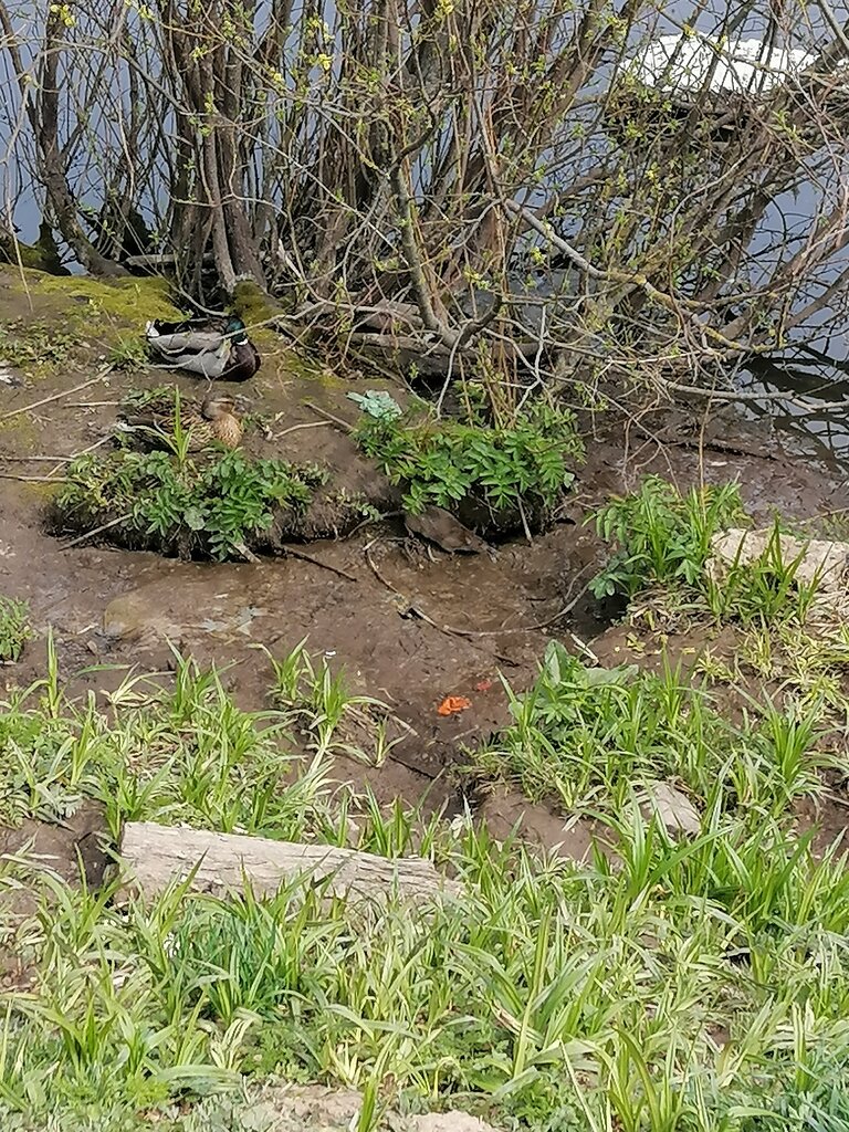 Kültür ve eğlence parkları Ermolinskiy Forest Park, Moskova ve Moskovskaya oblastı, foto