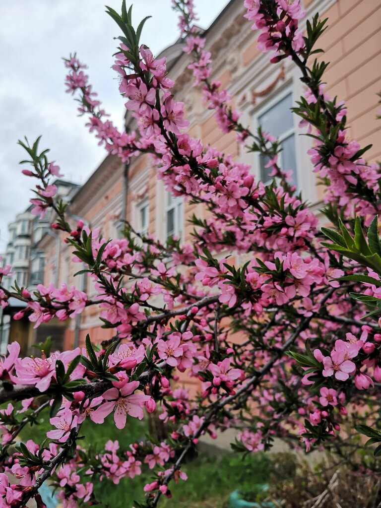 Turistik yerler Дом М. Е. Башкирова, Nijni Novgorod, foto